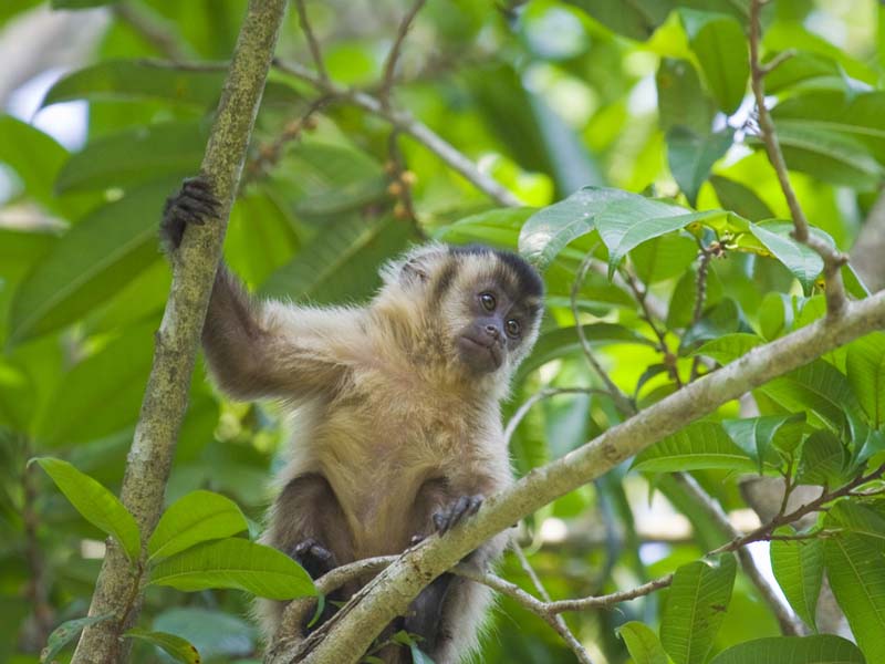 Emergent Layer Animals